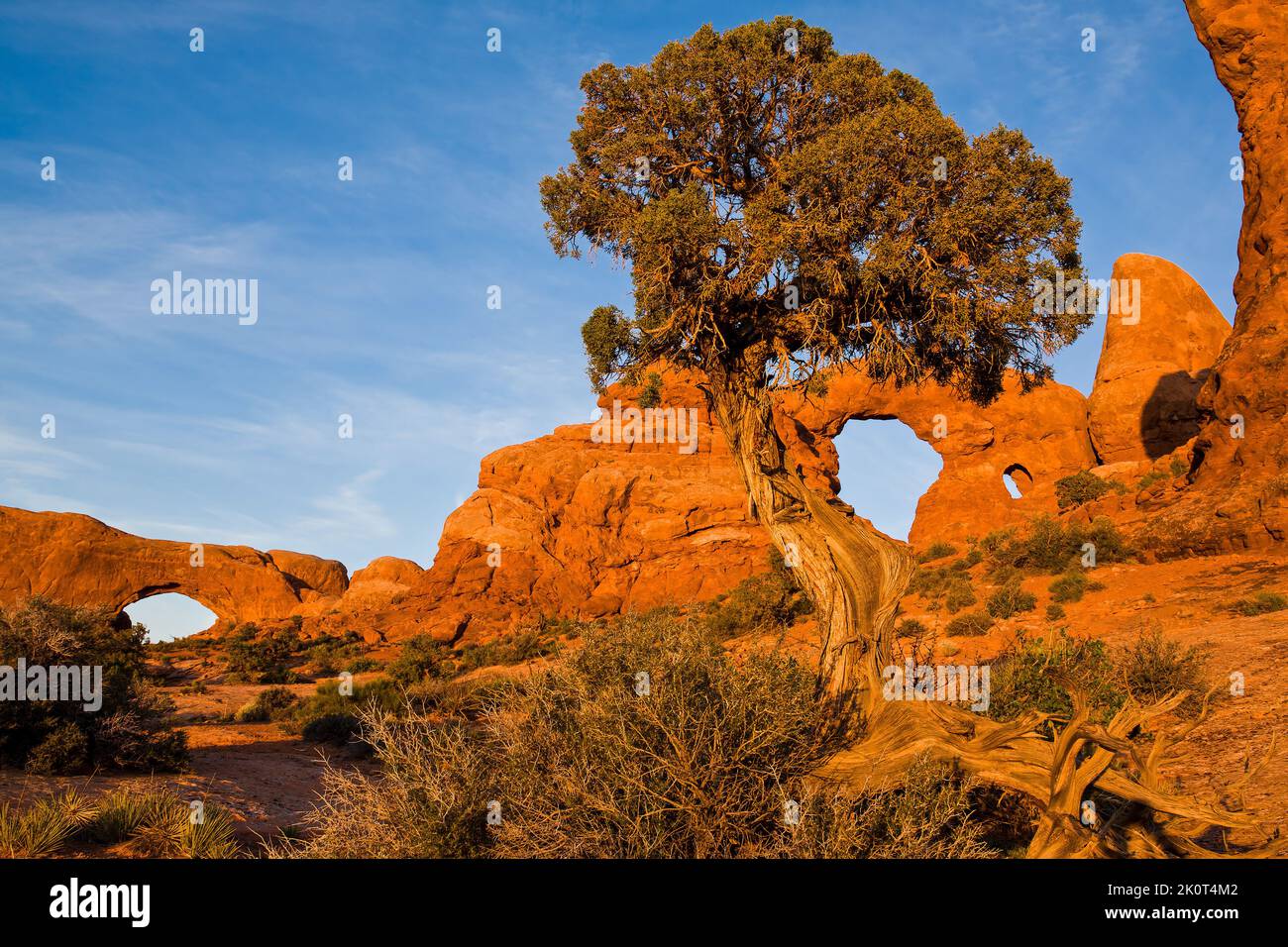 A Utah Juniper tree in front of Turret Arch and the North Window in the ...