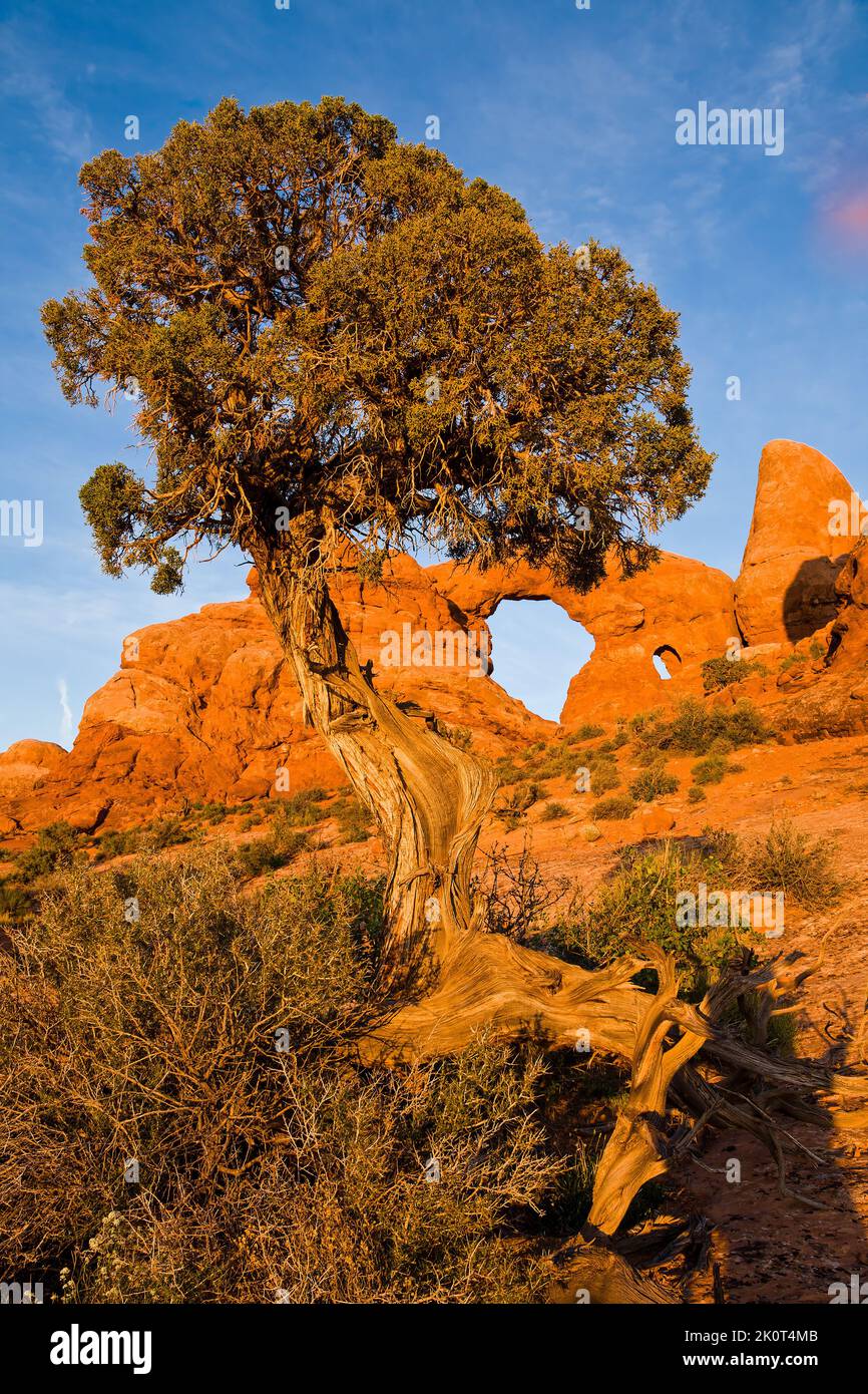 A Utah Juniper tree in front of Turret Arch in the Windows Section of ...