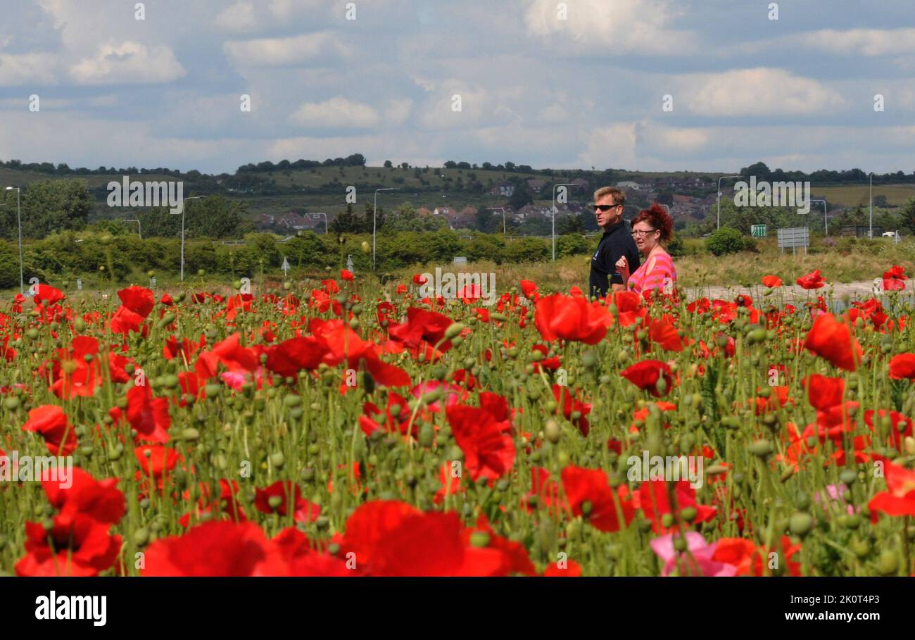 THE POPPY COMEMEMORATION OF THE CENTENARY OF THE FIRST WORLD WAR AT ...