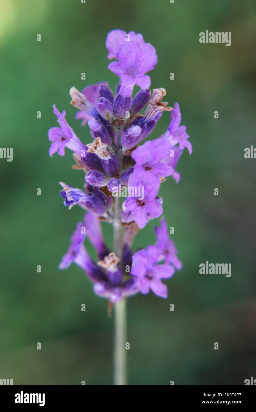 Bright violet true lavender or English lavender or garden lavender ...