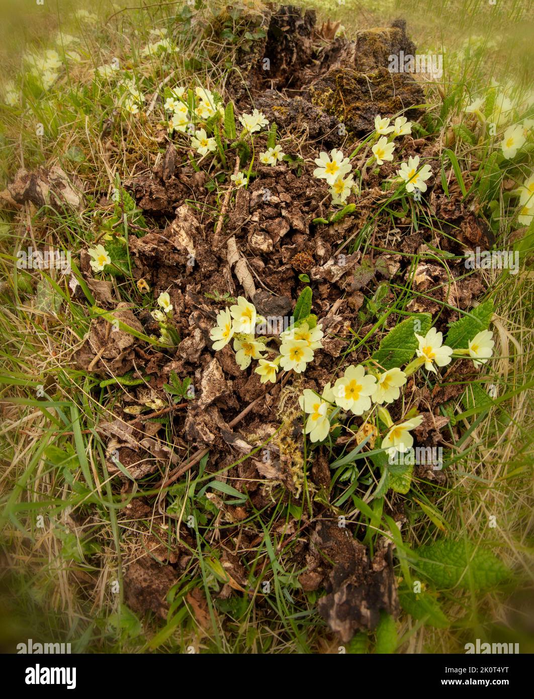 Delightful Primula vulgaris, common primrose, flowering in spring ...