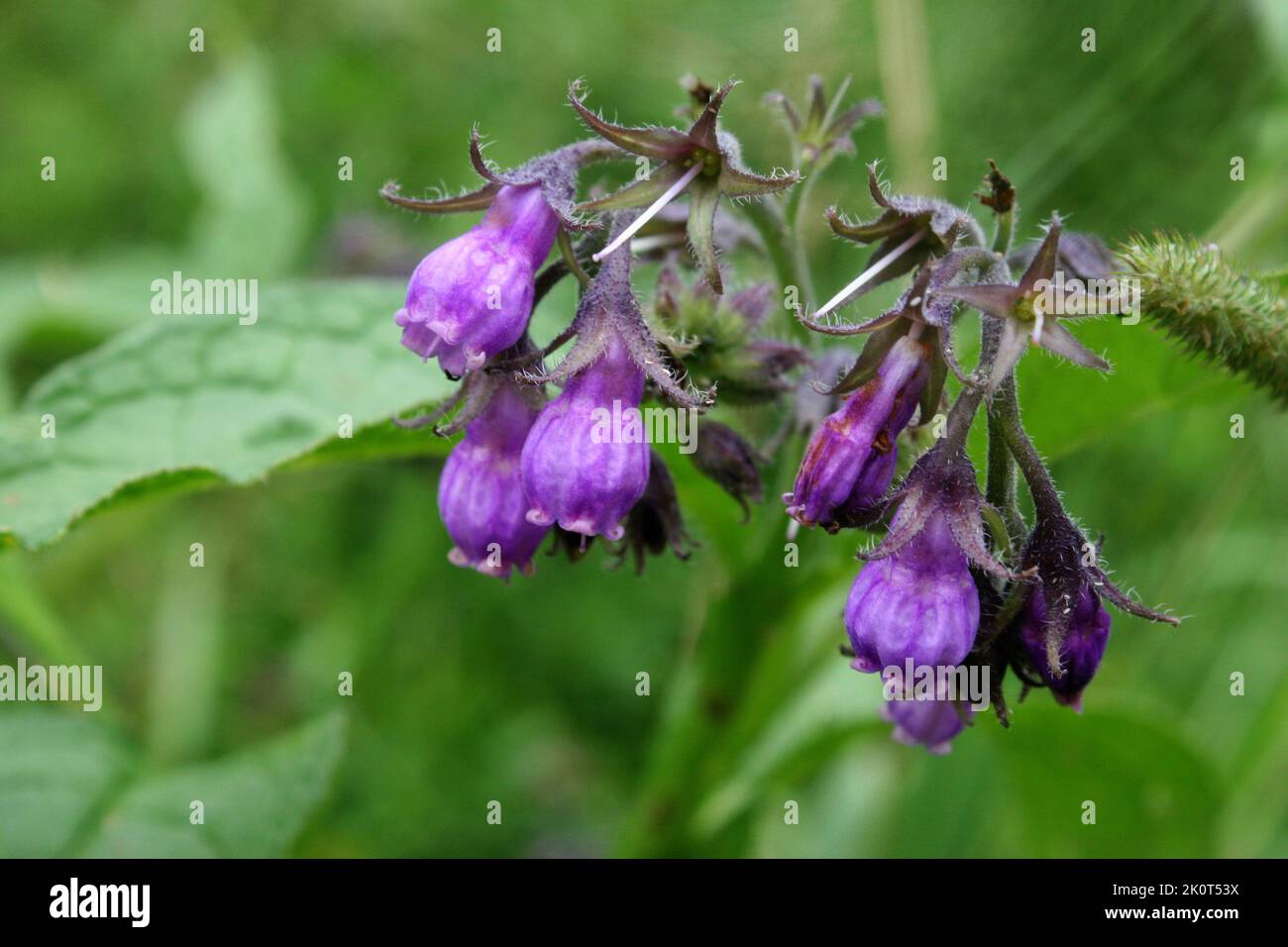 Knitbone hi-res stock photography and images - Alamy