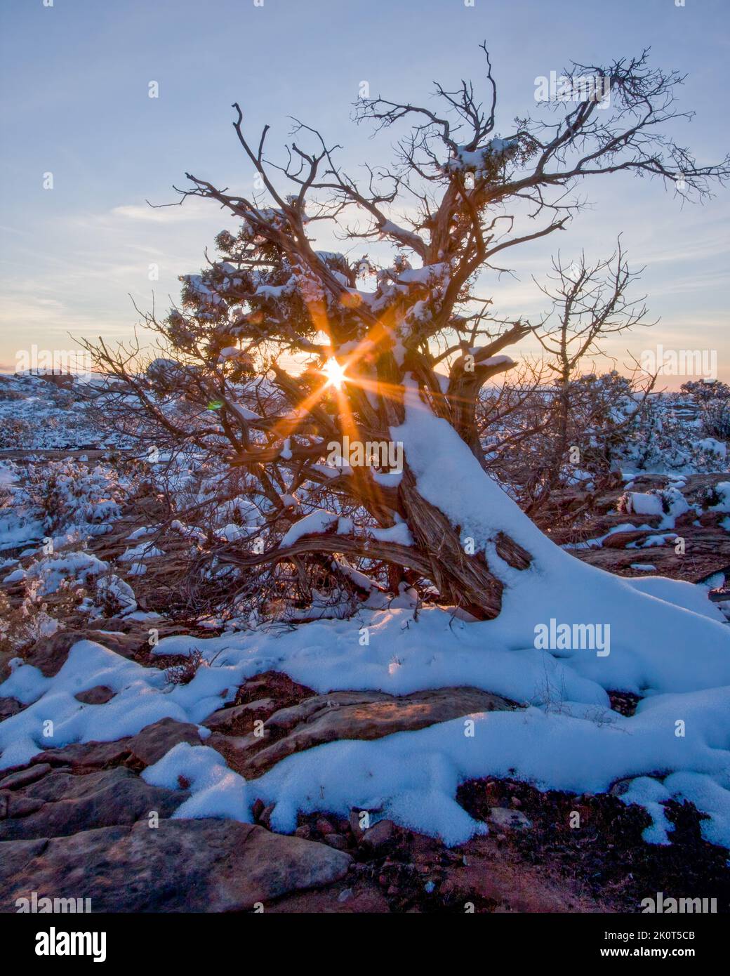 Winter snow on an ancient Utah Juniper tree in Arches National Park ...