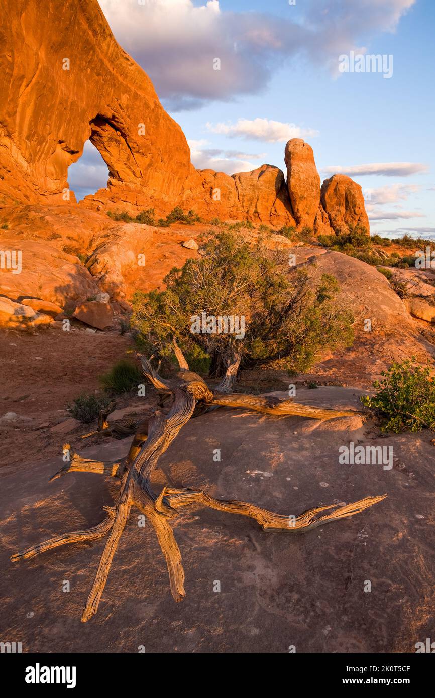 A twisted juniper log and tree by the North WIndow, an Entrada ...
