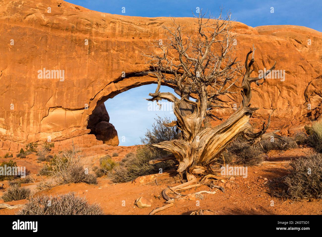 An ancient dead juniper tree in front of the North Window in Arches ...