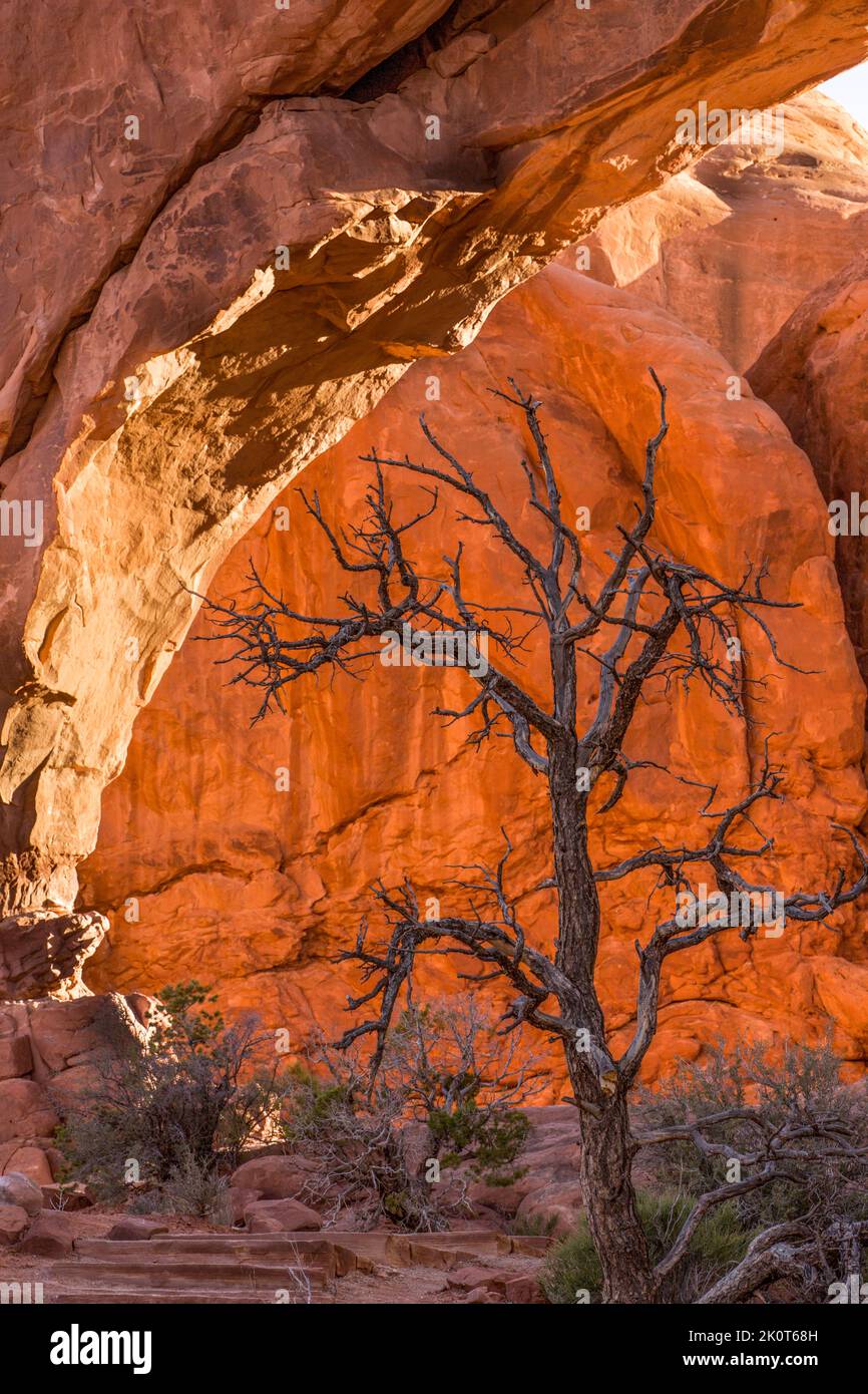 A dead pinyon pine tree at the North WIndow at sunrise in the Windows ...
