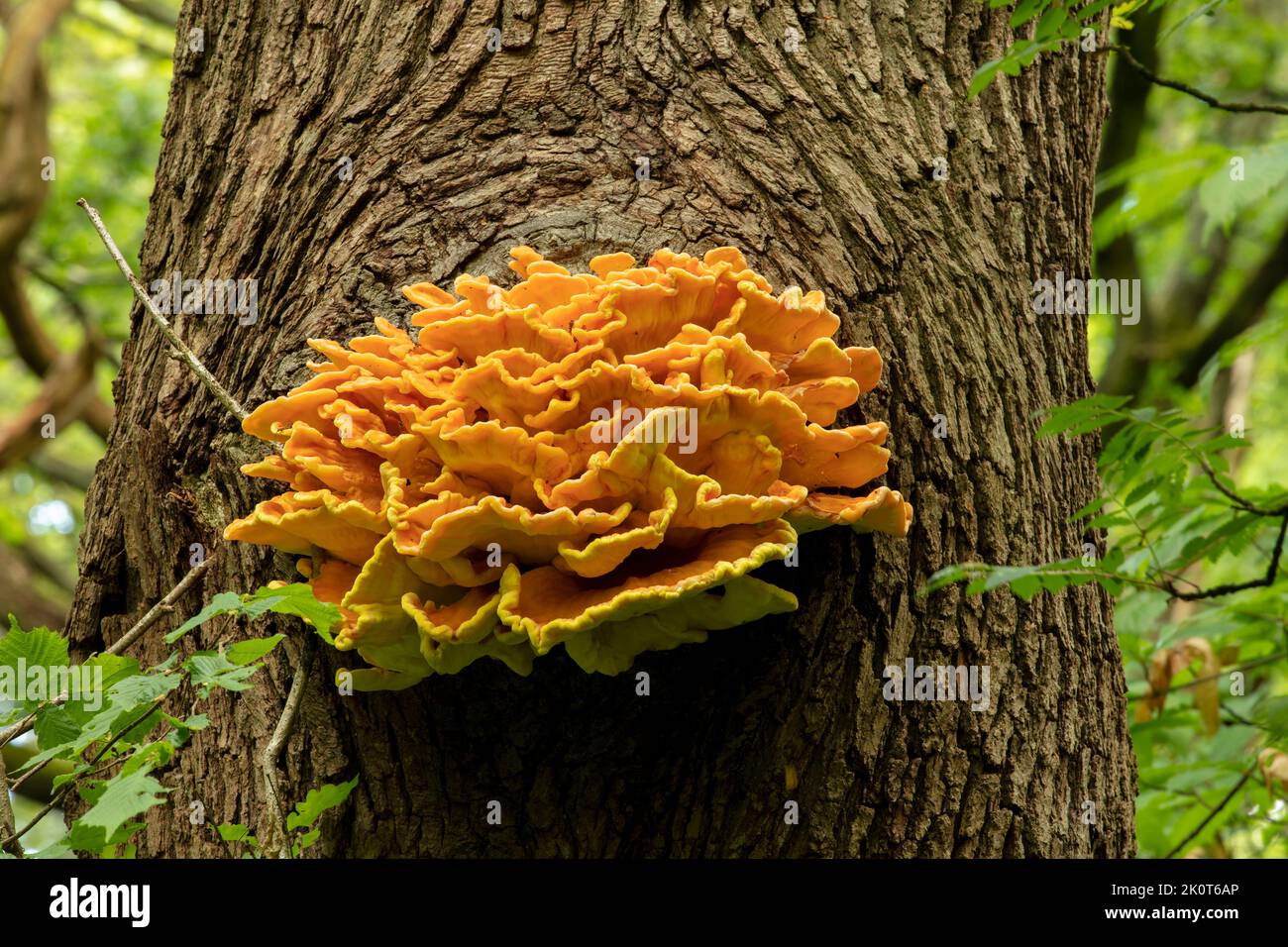 Large yellow orange bracket fungi, possibly Chicken of the Woods ...