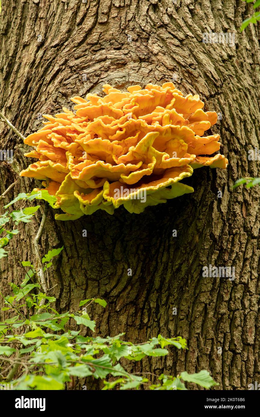 Large yellow orange bracket fungi, possibly Chicken of the Woods ...