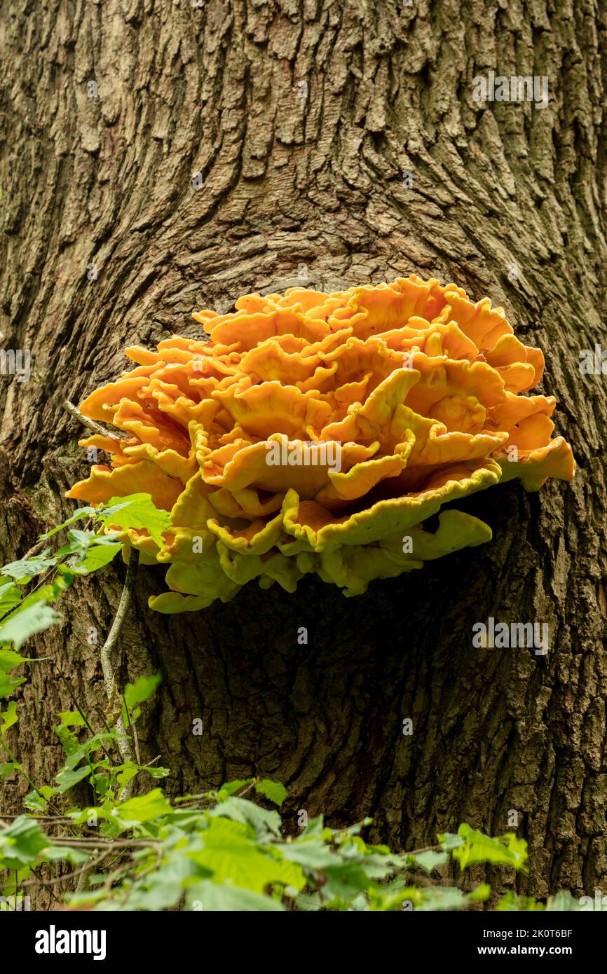 Large yellow orange bracket fungi, possibly Chicken of the Woods ...