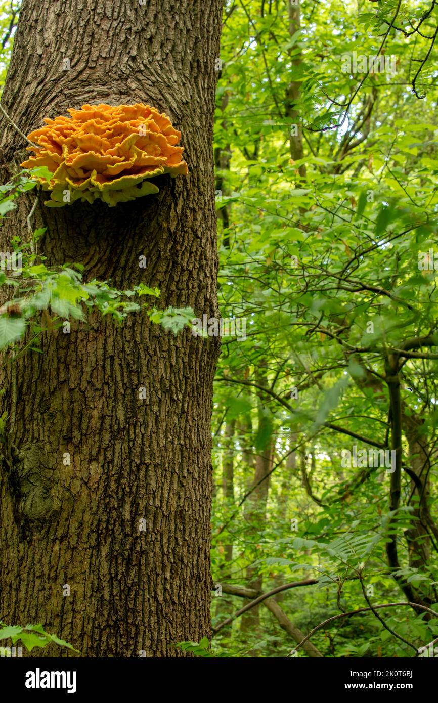 Large yellow orange bracket fungi, possibly Chicken of the Woods ...
