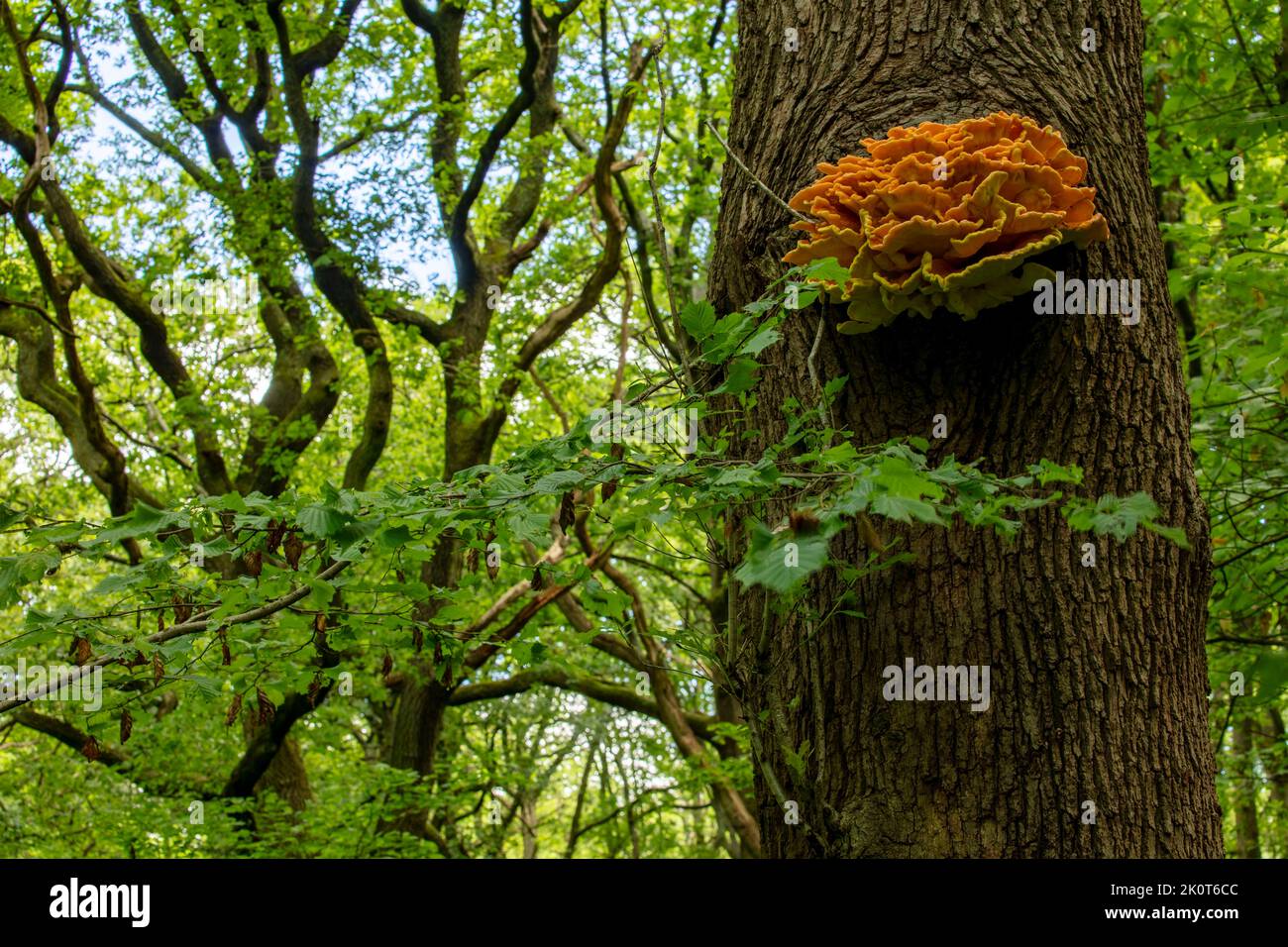 Large yellow orange bracket fungi, possibly Chicken of the Woods ...