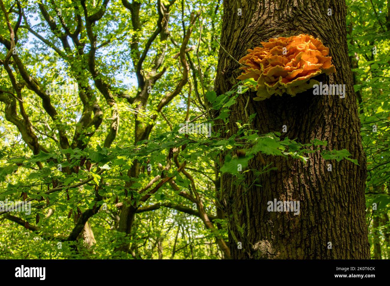 Large yellow orange bracket fungi, possibly Chicken of the Woods ...