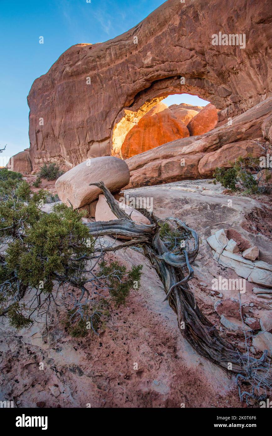 An ancient twisted Utah Juniper tree in front of the North WIndow in ...