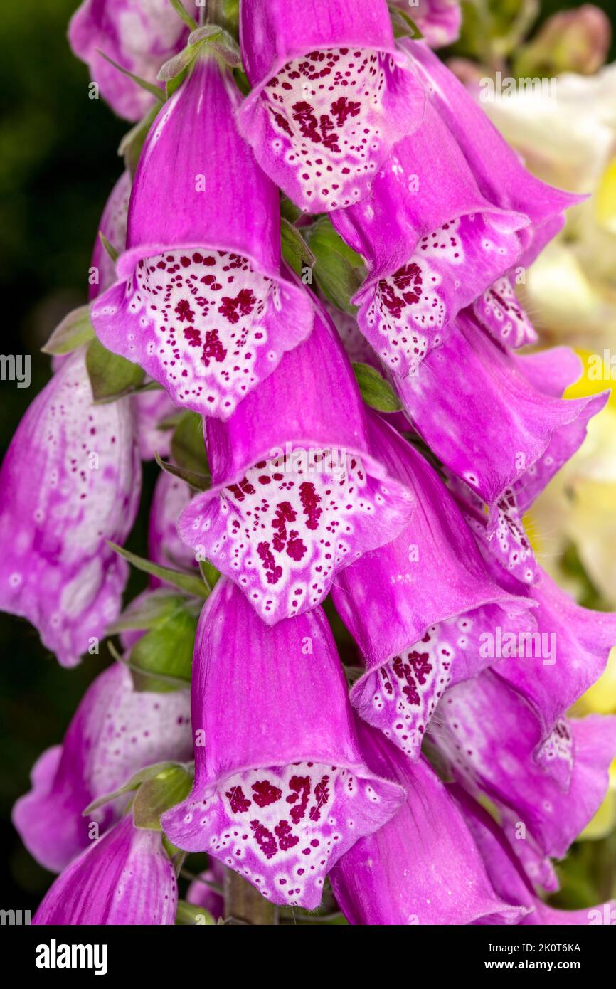 Striking natural close-up environmental flower poster portrait of ...