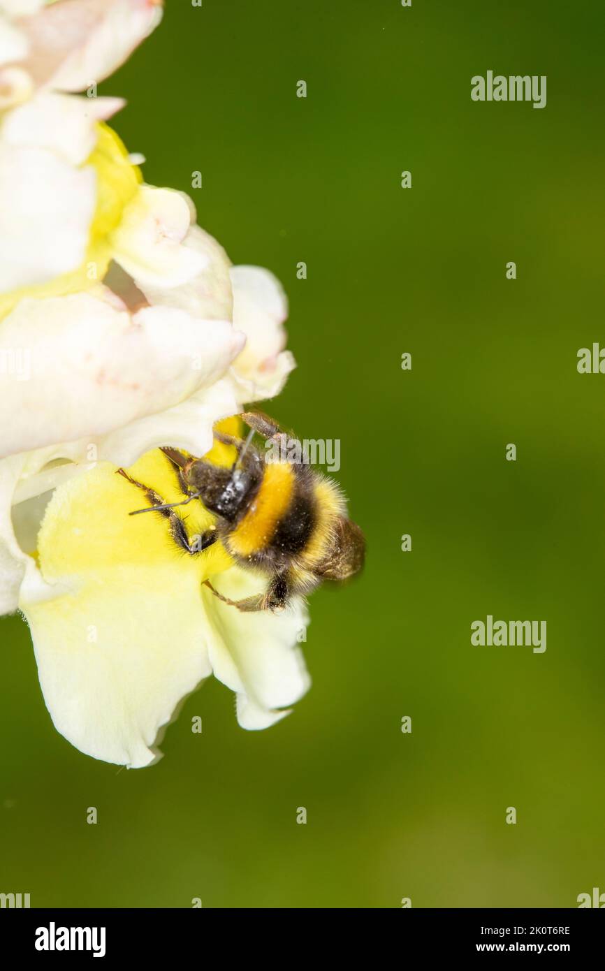 Very close-up natural plant portrait of Antirrhinum, dragon flowers ...