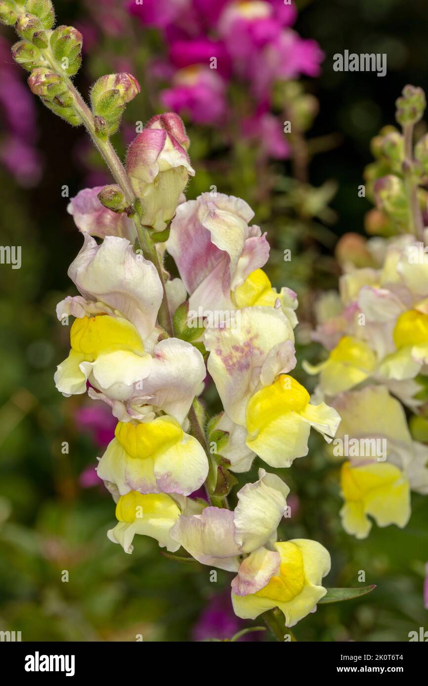 Very close-up natural plant portrait of Antirrhinum, dragon flowers ...