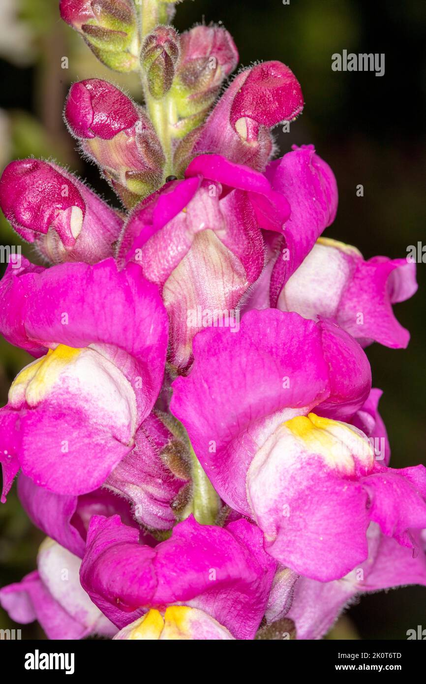 Very close-up natural plant portrait of Antirrhinum, dragon flowers ...
