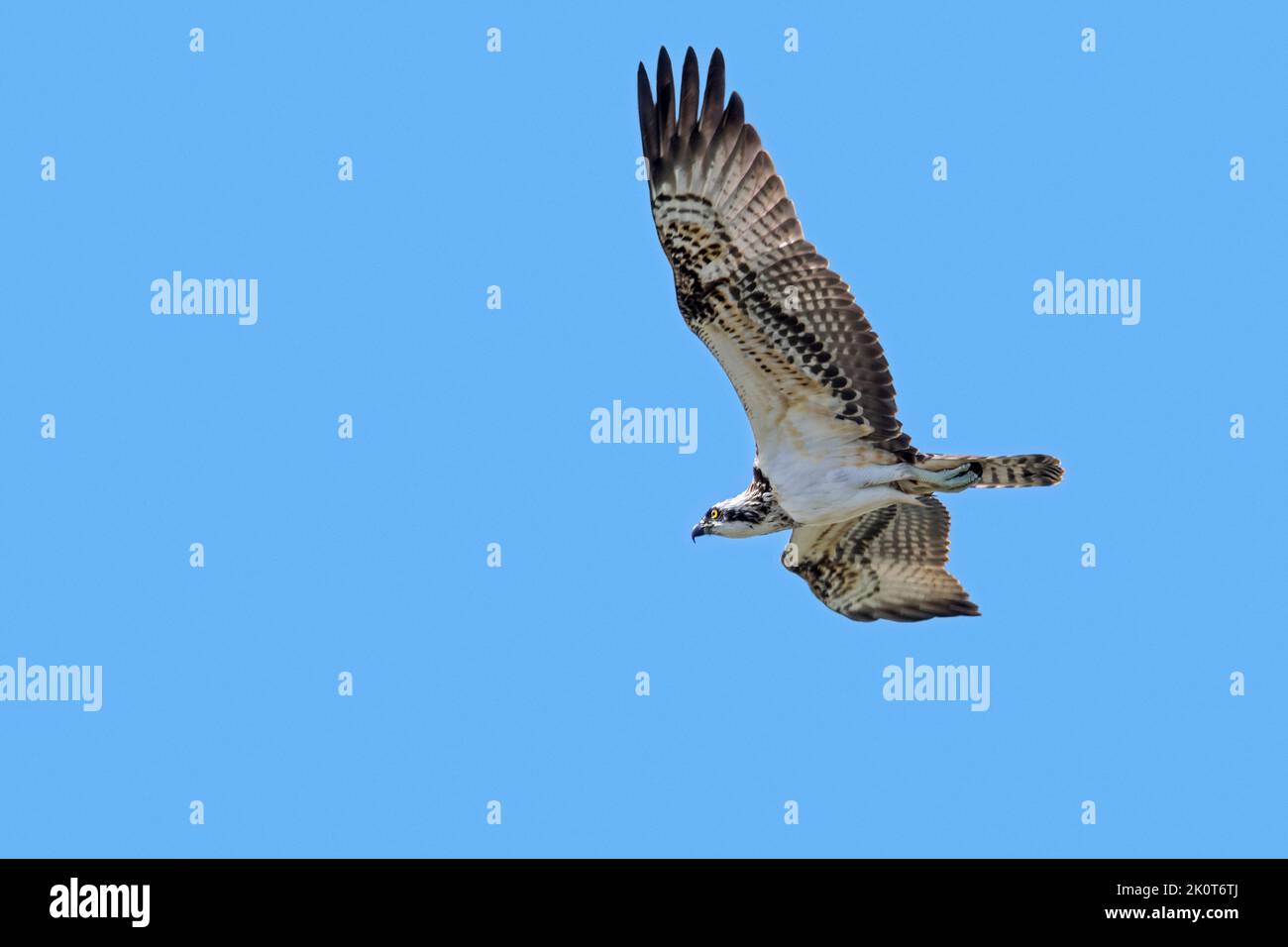 Western osprey (Pandion haliaetus) in flight soaring against blue sky ...