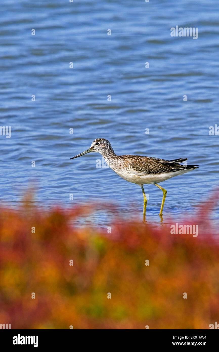 Common greenshank (Tringa nebularia) foraging in shallow water along ...