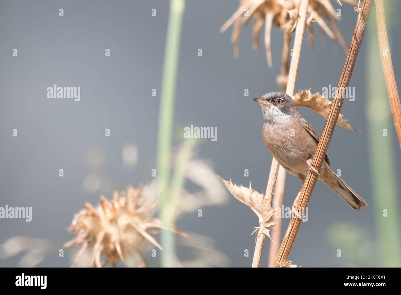 A spectacled warbler (Curruca conspicillata) on a branch Stock Photo ...