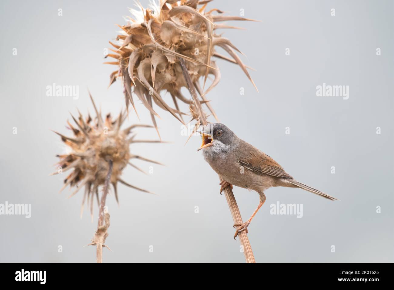 A spectacled warbler (Curruca conspicillata) on a branch Stock Photo ...
