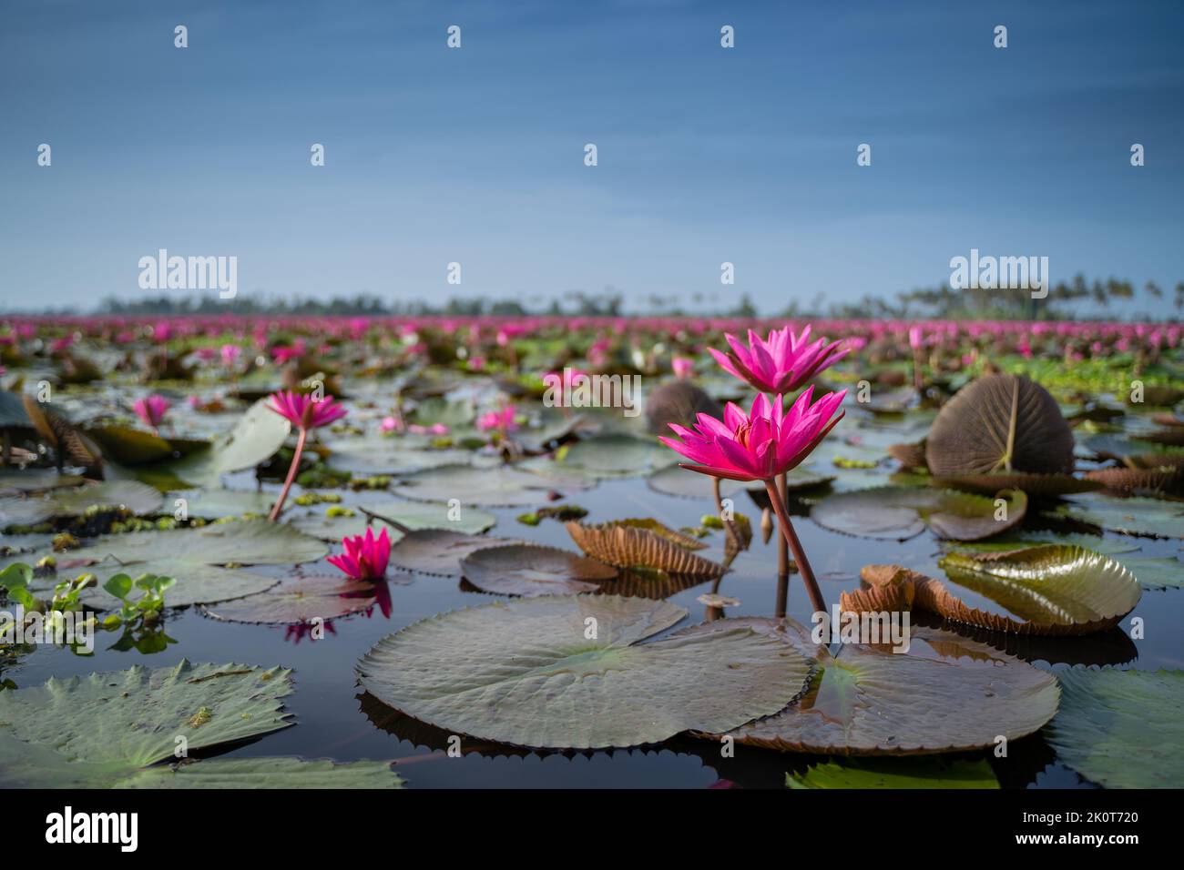 Malarikkal Kottayam Kerala Stock Photo - Alamy