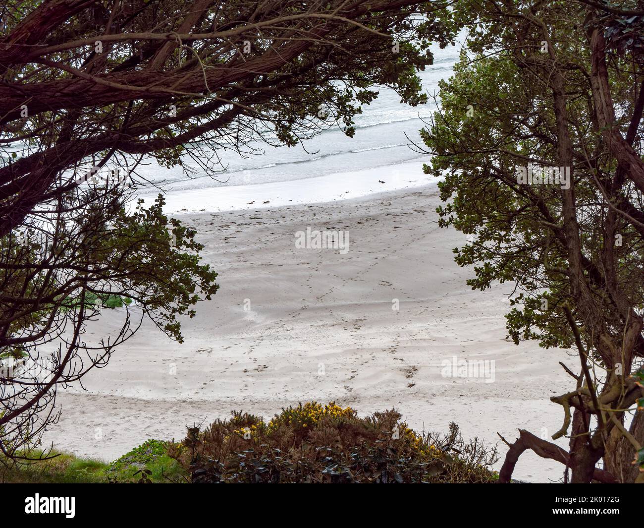 Warren Beach is a beach on the south coast of Ireland. Coastal trees ...