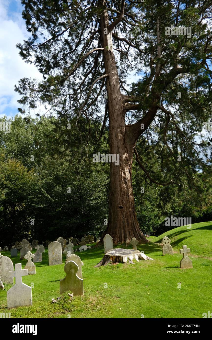 Redwood tree in the cemetery of St. Mary's Church, Netherbury, Dorset ...