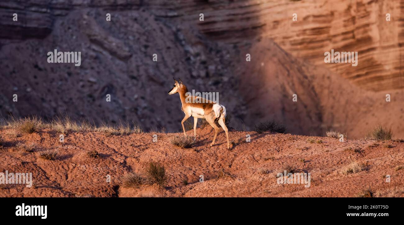 Antelope in the desert during morning sunrise Stock Photo - Alamy