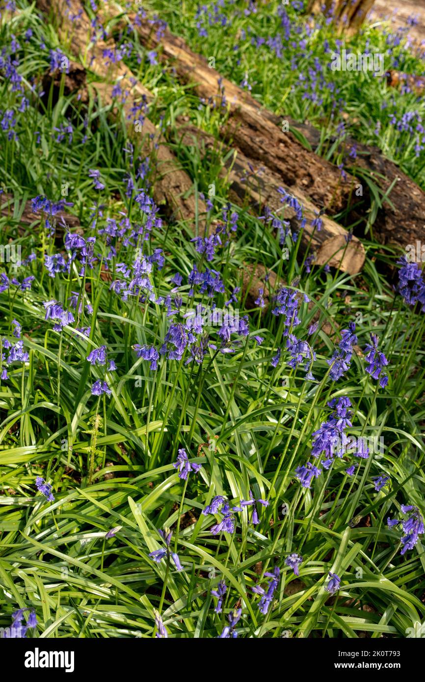 Natural environmental portrait of common Bluebells in an English ...