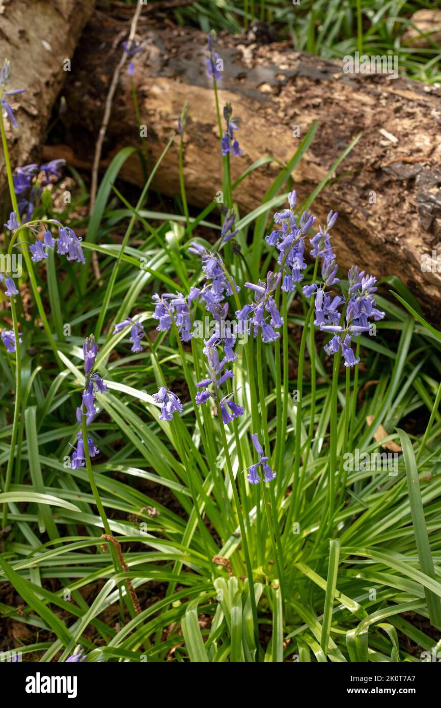 Natural environmental portrait of common Bluebells in an English ...