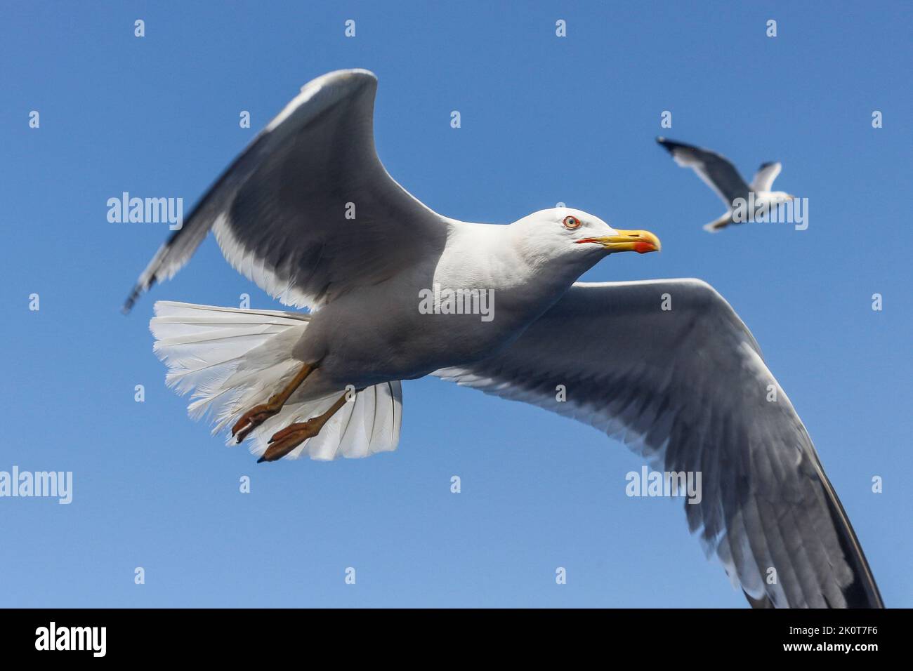 A sea gull flying in the blue sky Stock Photo - Alamy