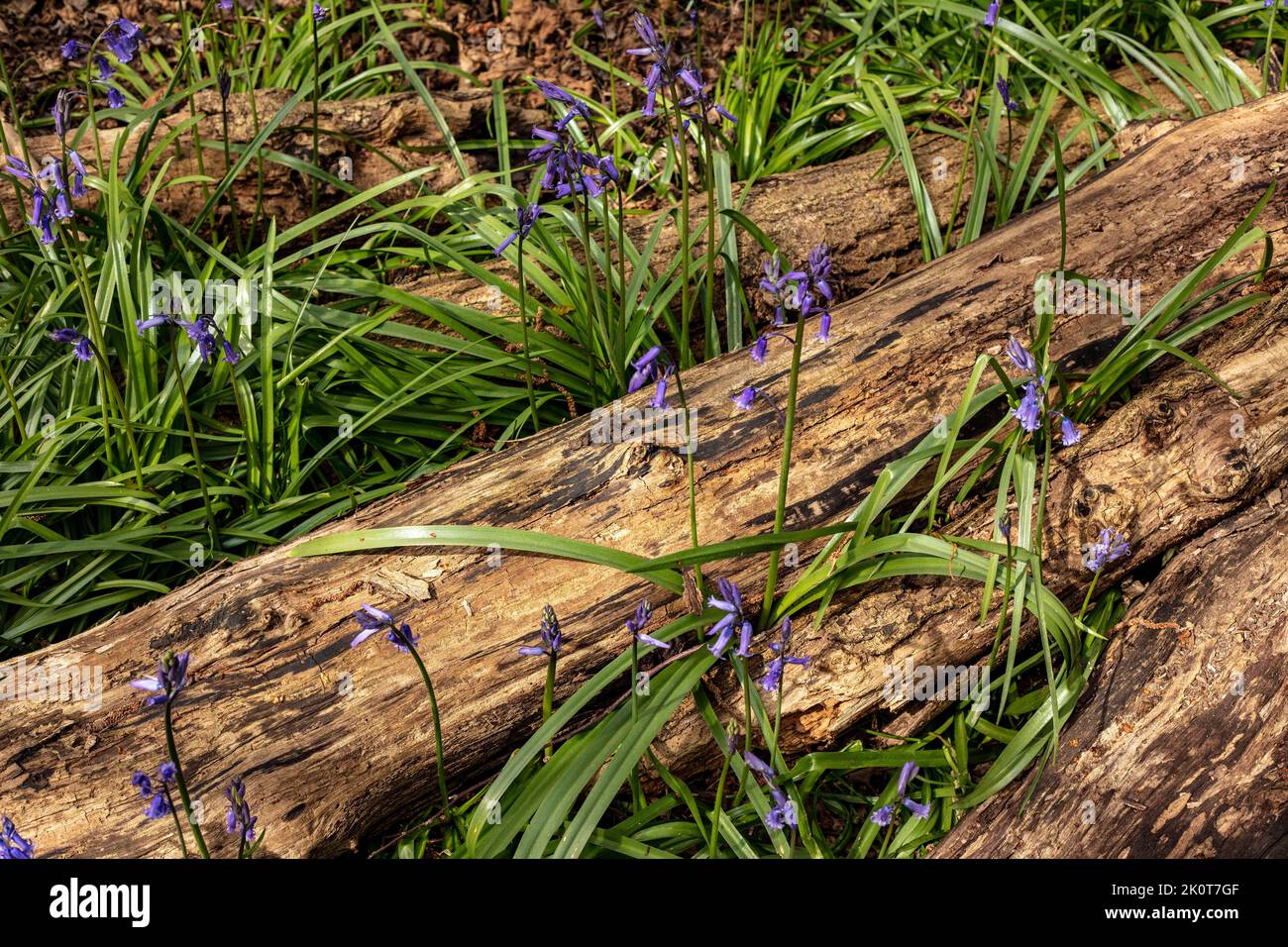 Natural environmental portrait of common Bluebells in an English ...