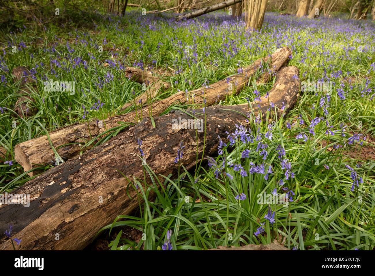 Natural environmental portrait of common Bluebells in an English ...