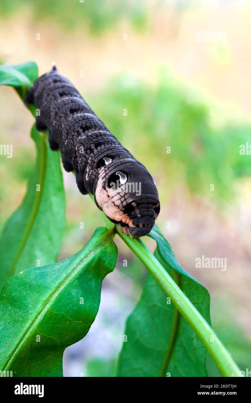 Larva of elephant hawk moth (Deilephila elpenor) on green branch on ...