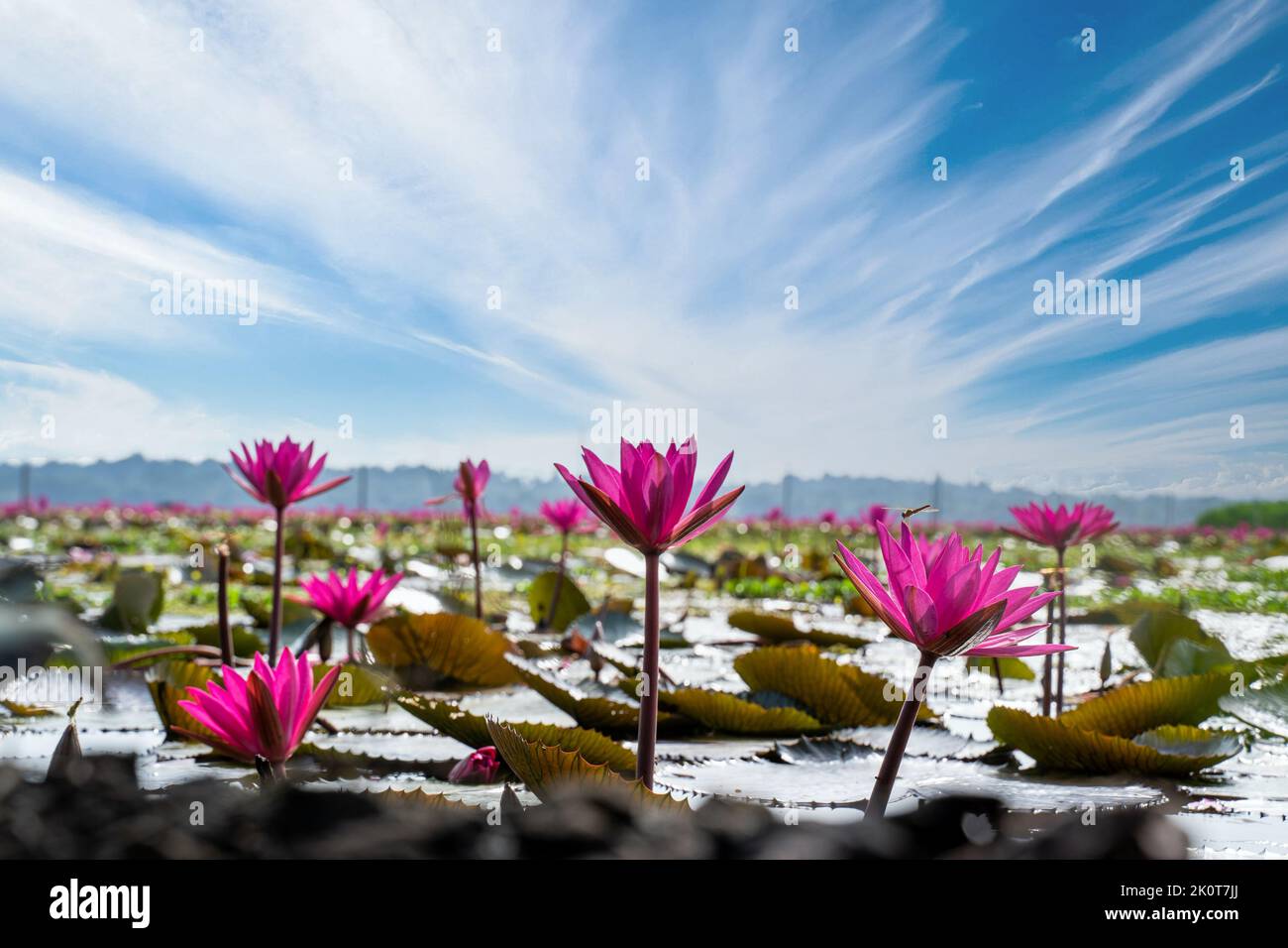 Malarikkal hi-res stock photography and images - Alamy