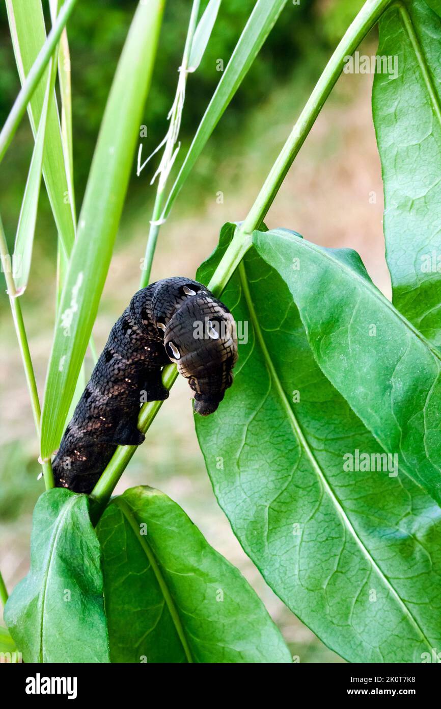 Larva of elephant hawk moth (Deilephila elpenor) on green branch Stock ...