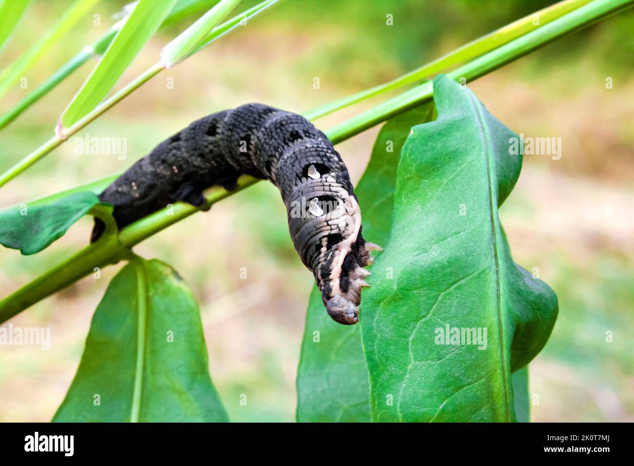 Larva of elephant hawk moth (Deilephila elpenor) on green branch on ...