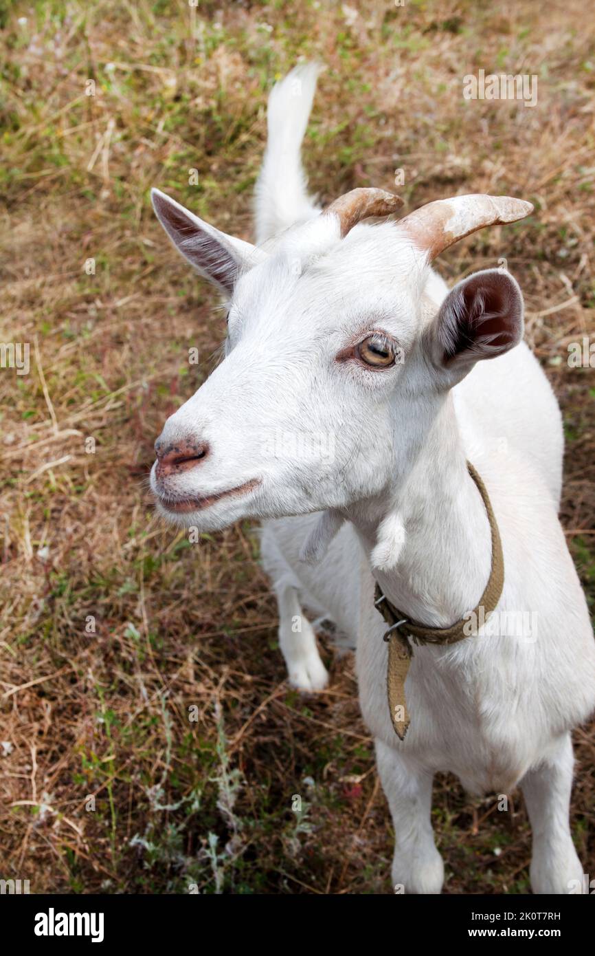 Cute young white goat looking straight towards the frame Stock Photo ...