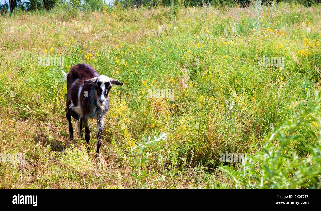 Hornless hi-res stock photography and images - Alamy