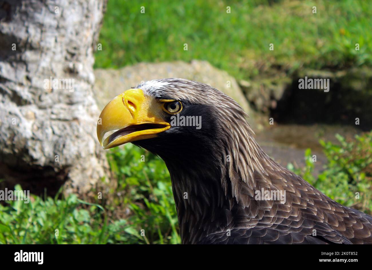 A portrait of a Steller's sea eagle (Haliaeetus pelagicus Stock Photo ...