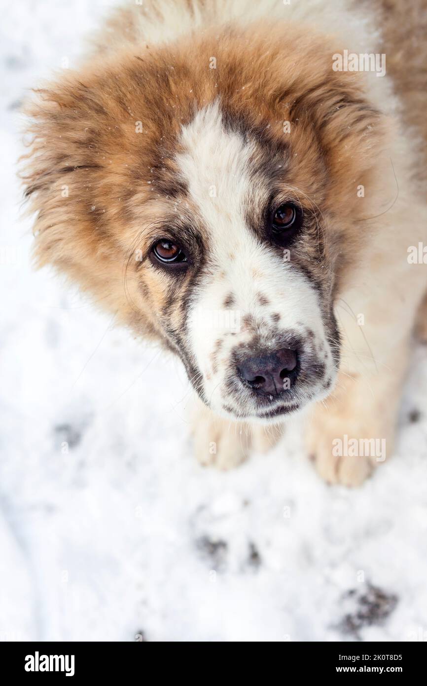 Portrait of three months puppy of Central Asian Shepherd (alabai Stock ...