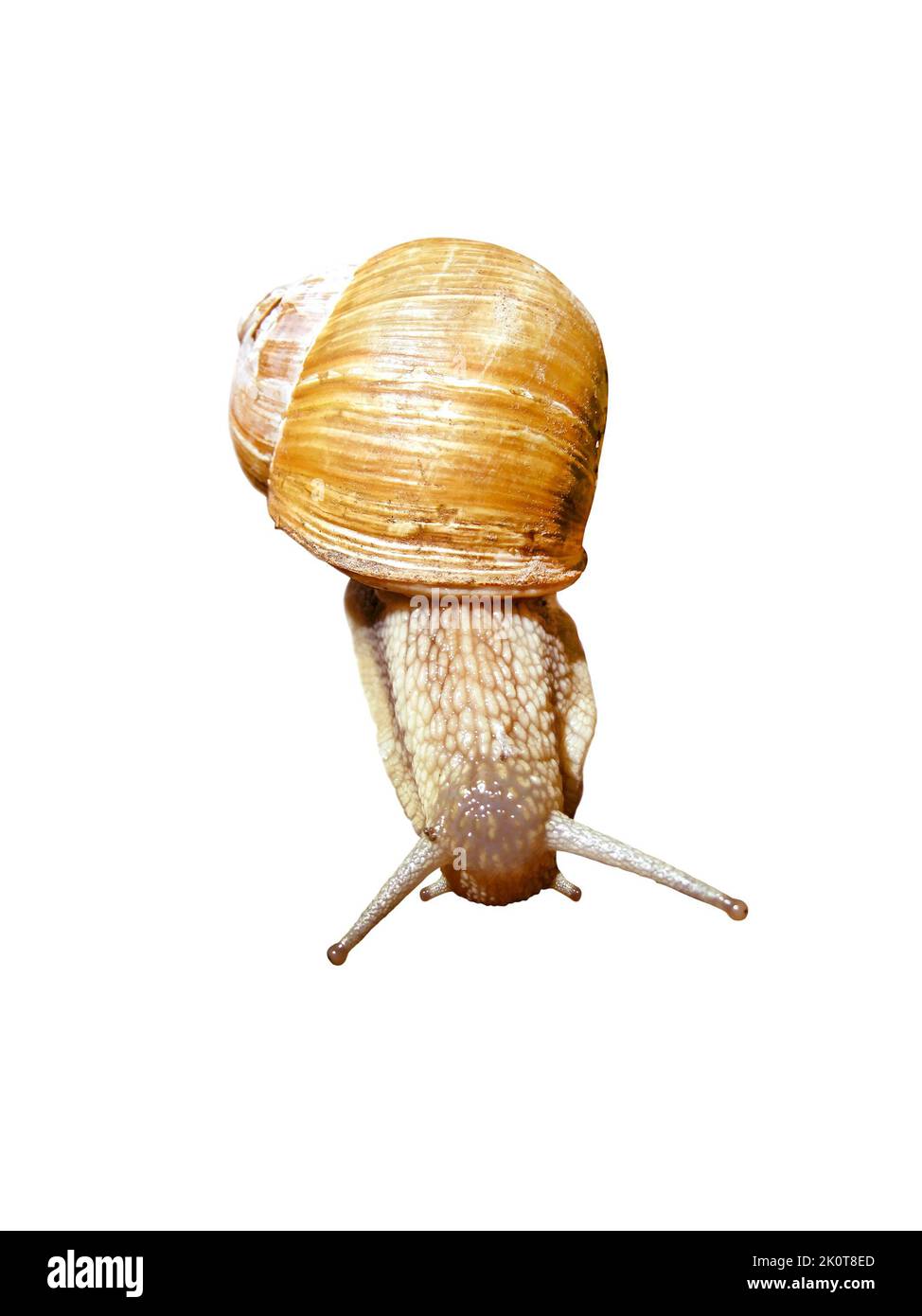 Snail isolated on white background Stock Photo - Alamy