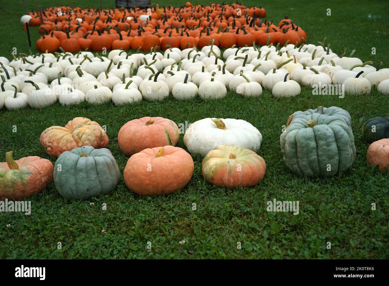 many halloween pumpkins on green Stock Photo - Alamy