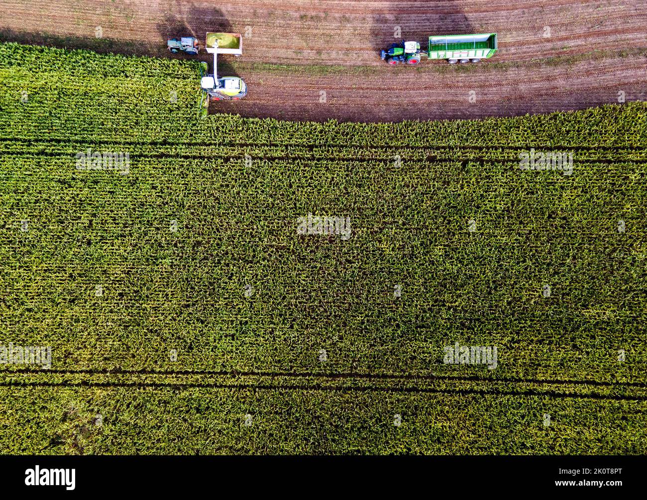 Forage corn hi-res stock photography and images - Alamy
