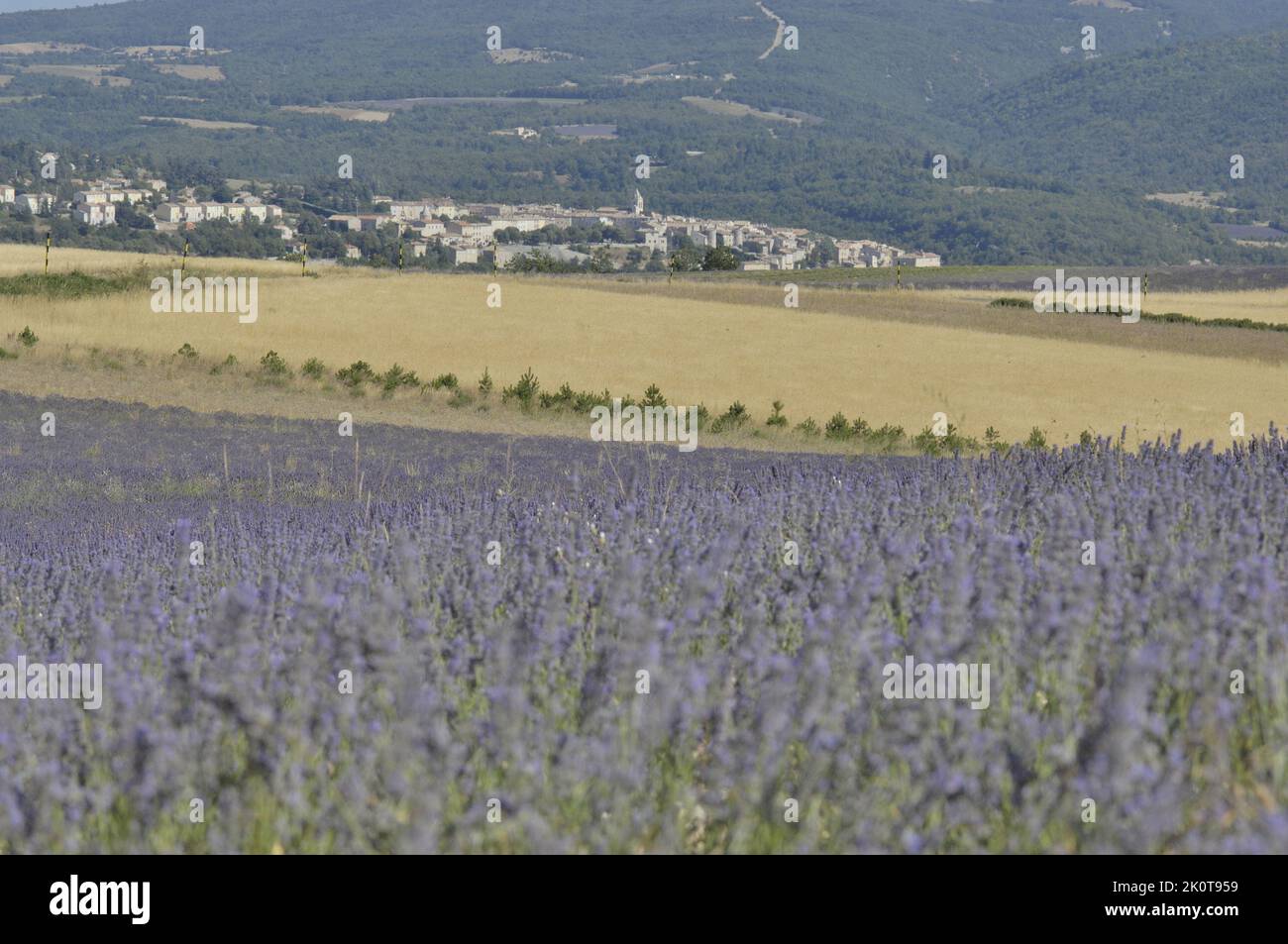 Lavender (Lavandula sp) field of flowers to be harvested with the city ...