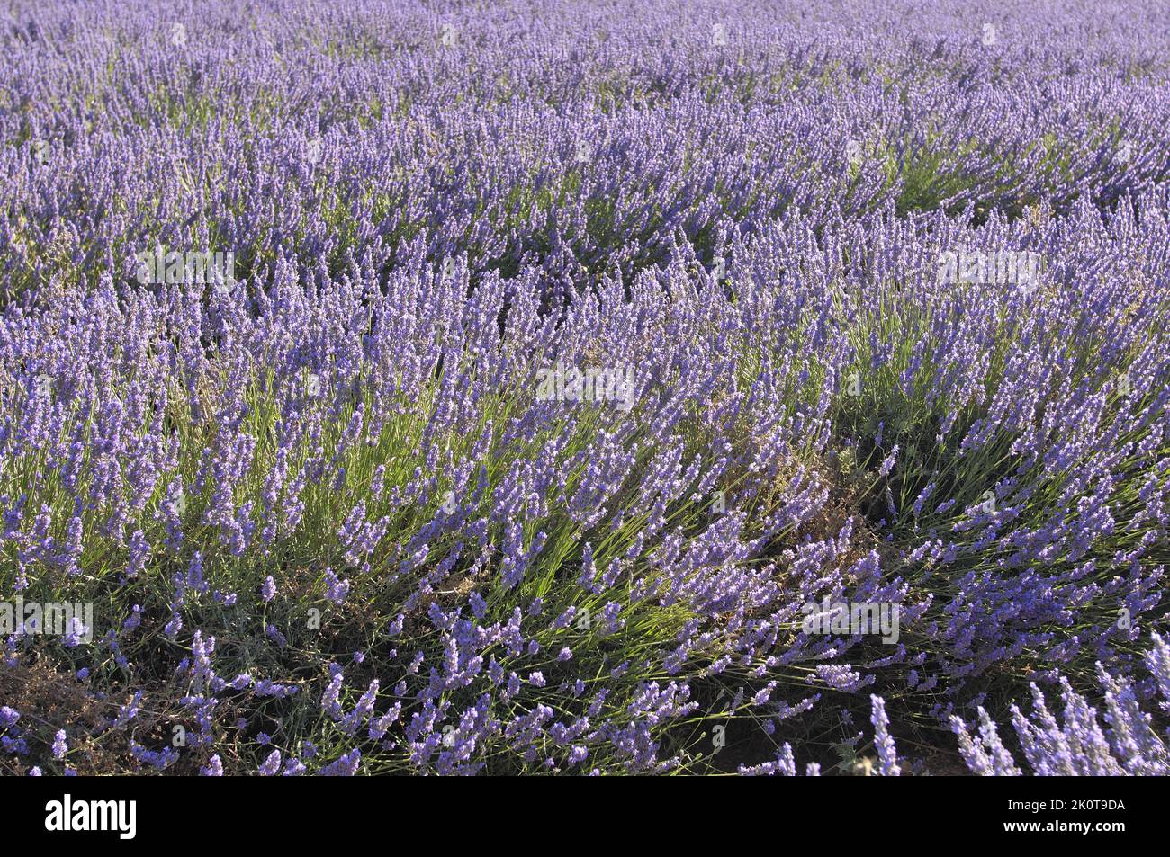 Lavender (Lavandula sp) field of flowers ready to be harvested - Sault ...