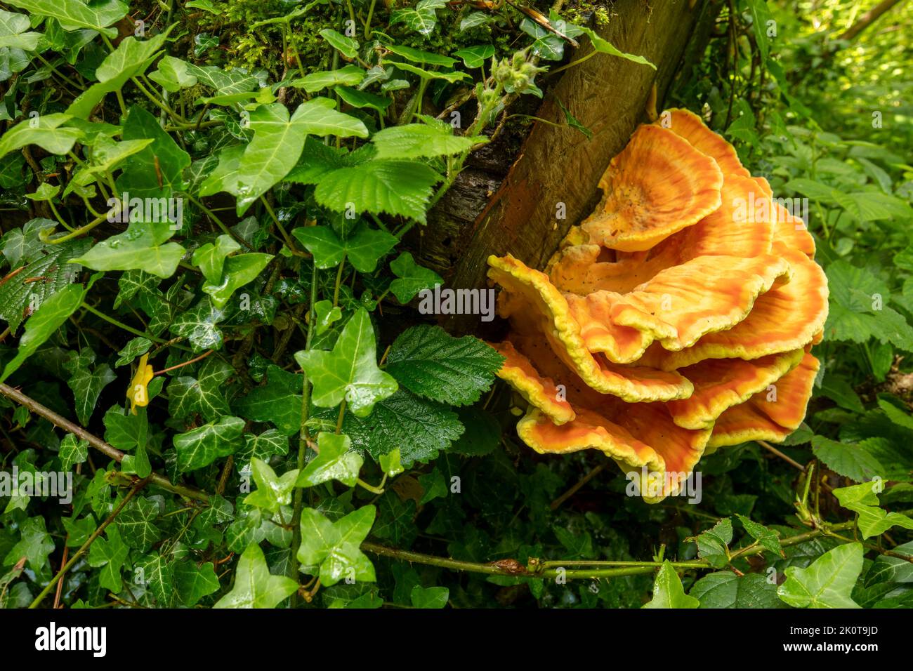 Large yellow orange bracket fungi, possibly Chicken of the Woods ...
