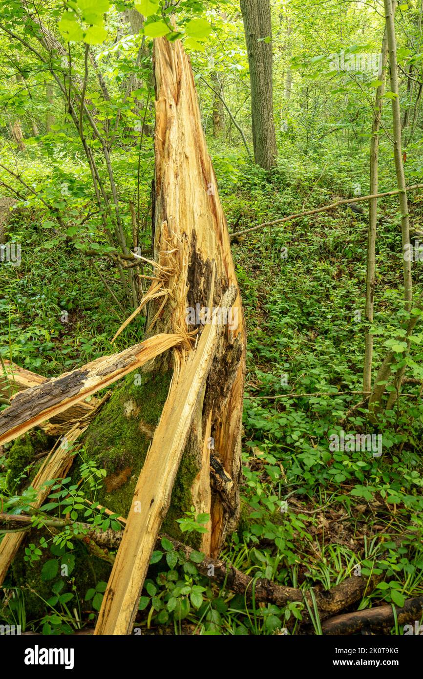 Natures chaos. Natural woodland patterns and textures formed by ...