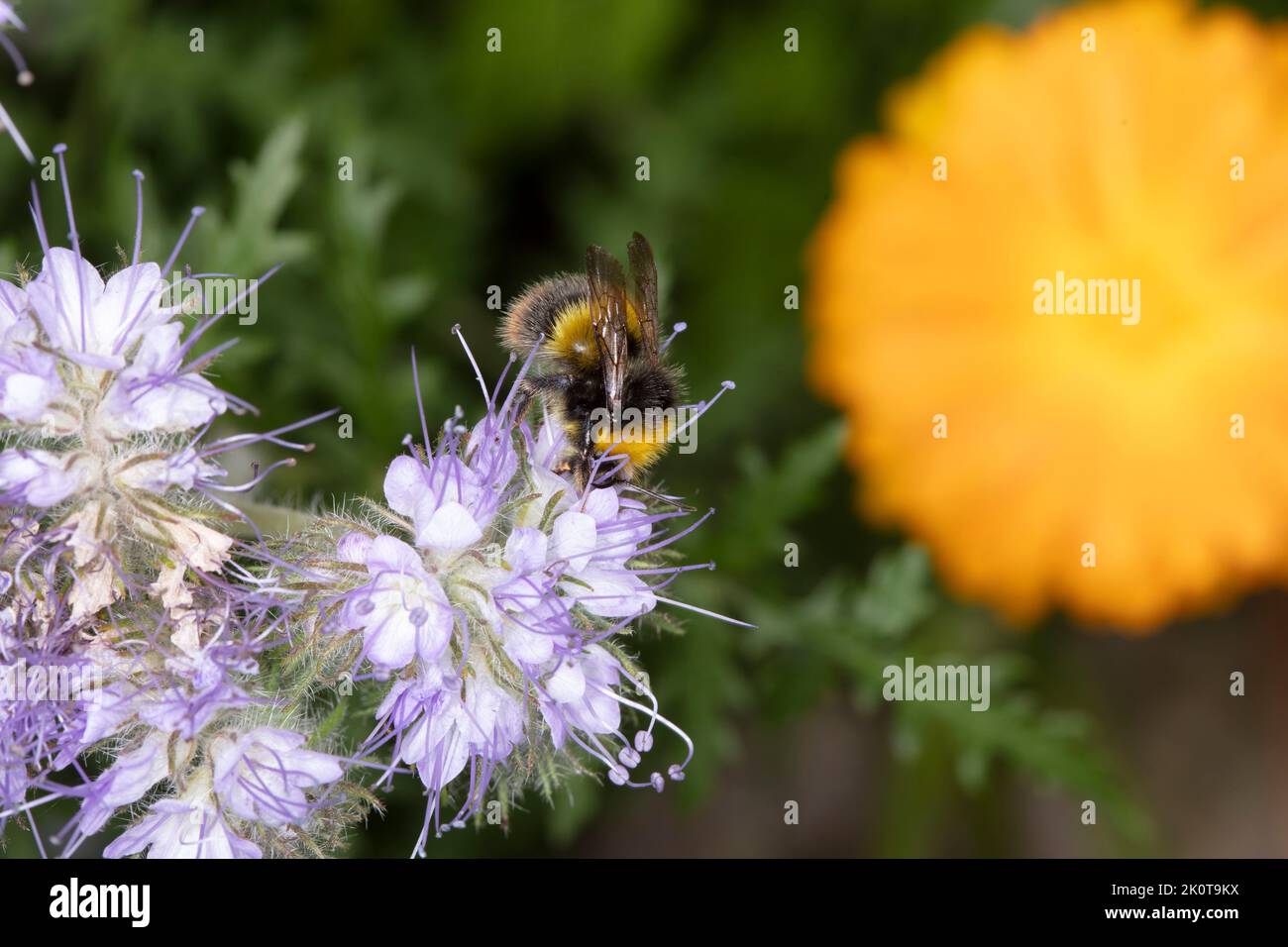 Pretty useful Phacelia Tanacetifolia flowering in bright sunshine ...